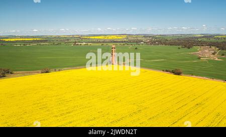 Aerial image of a tree, beautiful canola fields and blue sky in York ...