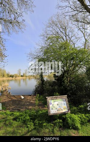 Summer view over Manea pit wildlife site, Manea town, Cambridgeshire ...