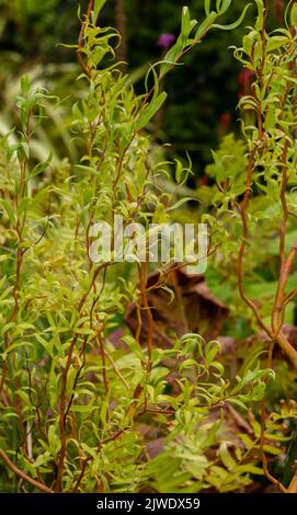 Salix 'Golden Curls' - a large shrub with narrow twisted leaves and red ...