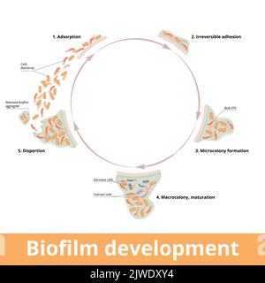 Main stages of biofilm formation. Cells (bacteria) attach to surfaces and form a biofilm. Four ...