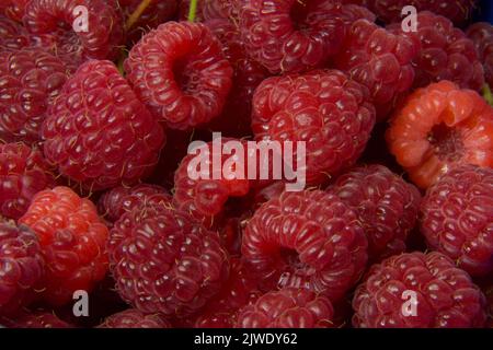 raspberry close-up picked from the garden Stock Photo - Alamy