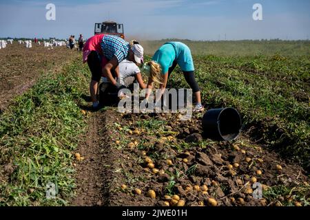 Potato harvest in the Southern Ukraine. Potato is the one basic ...