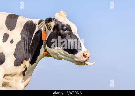 White cow licking its lips and looking through a fence Stock Photo - Alamy