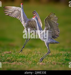 Mating sandhill cranes dance in the air Stock Photo - Alamy