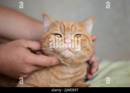 Ginger kitten likes being pets by male hand. Purebed british ...
