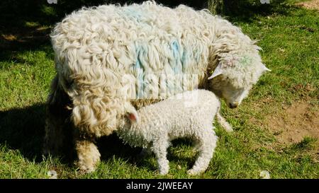 Mature sheep with offspring - John Gollop Stock Photo - Alamy