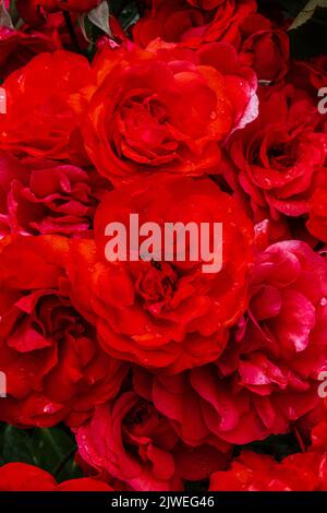Flowers of Red ‘Matador’ Rose Stock Photo - Alamy