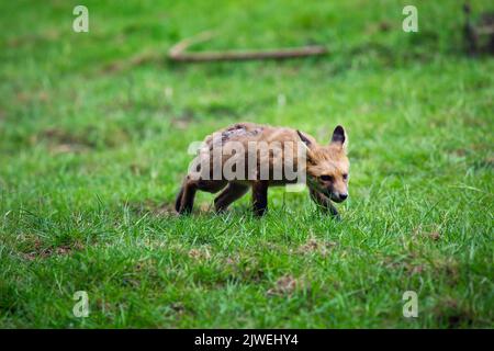 A fox cub with Sarcoptic mange Stock Photo - Alamy