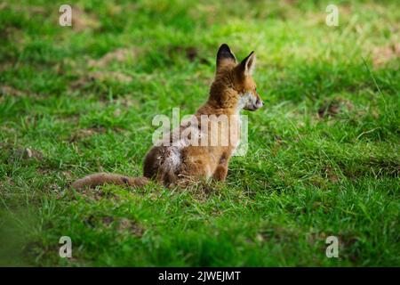 A fox cub with Sarcoptic mange Stock Photo - Alamy