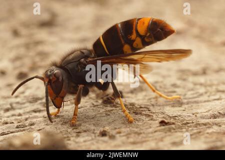 Detailed closeup on the invasive and aggressive a dark Asian yellow ...