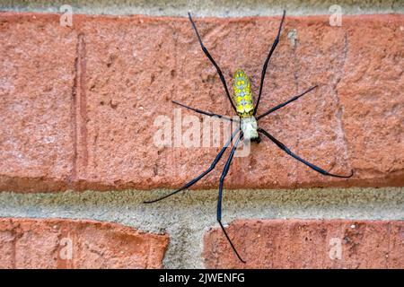 Large Joro spider (Trichonephila clavata) from the Atlanta Metro area ...