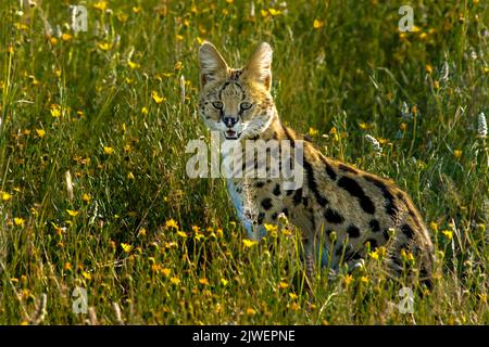 Serval cat pouncing on prey, Serengeti National Park, Tanzania Stock ...