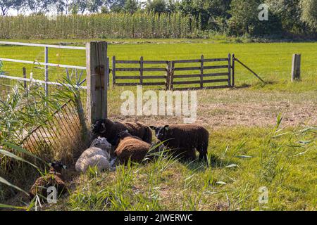Small group of sheep seeks shade on a very hot day near a wide pole in ...