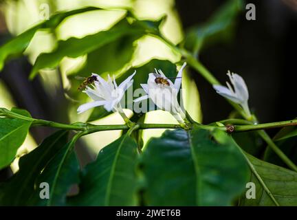 A twig of blooming coffee, with an insect, pollinating the flowers ...