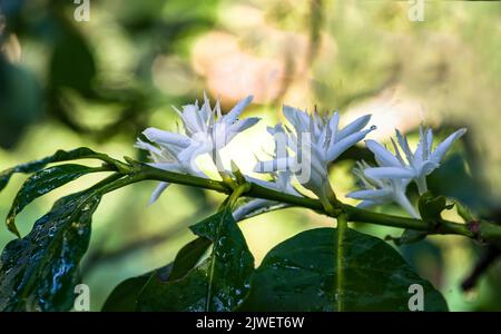 A twig of blooming coffee Stock Photo - Alamy