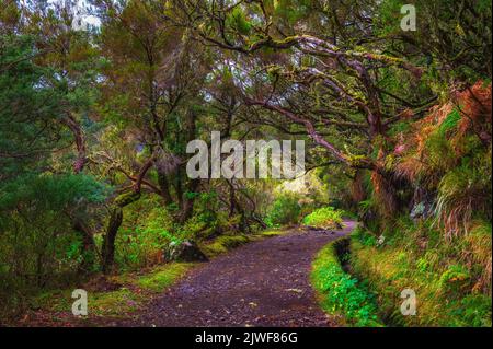 Lush forest trail in Madeira with vibrant purple flowers. Hiking path ...
