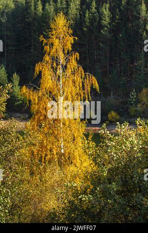 Autumn yellow birch, forest multicolored trees fall background texture ...