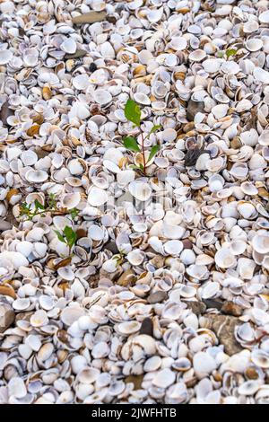 Rhine bank, mussels in the river bed, small plant, tree, has worked its ...