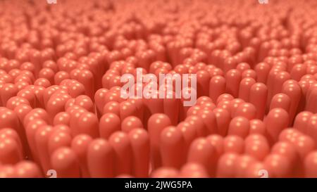 intestinal epithelial cell Stock Photo - Alamy