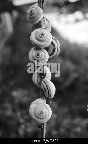 Snail shells on a thin stalk in summer in Greece Stock Photo - Alamy