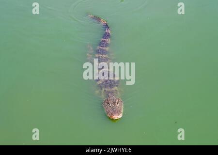 XUANCHENG, CHINA - AUGUST 26, 2022 - Artificially bred Chinese ...