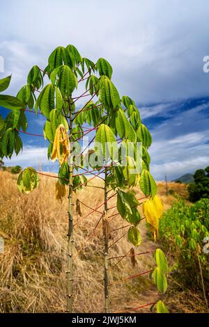 Cassava plants in small family plot on hillside, Yasawa Islands, Fiji ...