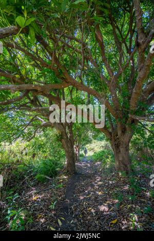 A grove of mango trees Stock Photo - Alamy