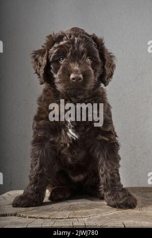 Brown Cockapoo sitting on a stump with a head tilt right in the forest ...