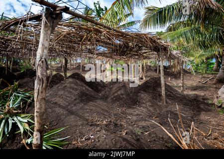 Mounds of earth prepared for planting of yams, Yasawa Islands, Fiji ...