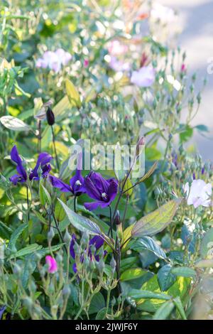 Clematis Petit Faucon 'Evisix' Stock Photo - Alamy