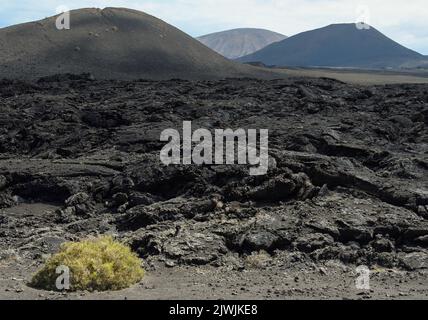 Launaea arborescens growing isolated among the lava of the Timanfaya ...