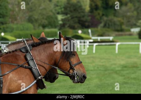 Work Horse competition Stock Photo - Alamy