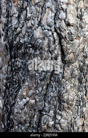 Burnt tree bark after the biggest forest fire in the history of ...