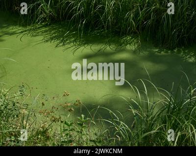 Lemnoideae is a subfamily of flowering aquatic plants, known as ...