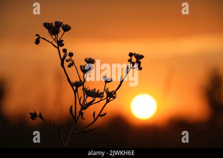 Dark silhouettes of wild flowers against bright colorful sunset sky ...