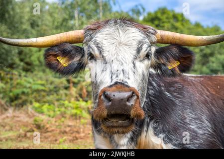 Close-up of a horned cow staring at the camera Stock Photo - Alamy