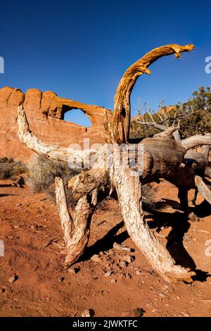 Roots of a dead pinyon pine tree in front of Skyline Arch, an Entrada ...