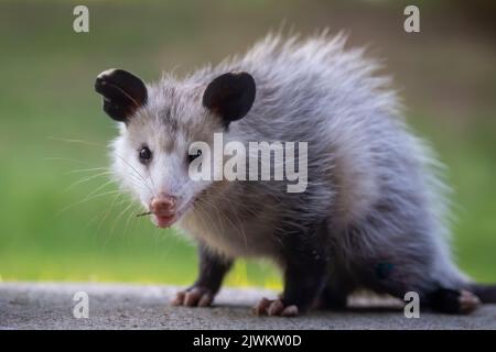 The Virginia opossum (Didelphis virginiana) . This year's older cub ...