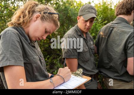 Rhino Collaring Operation in Marataba Conservation Camp, Marakele ...