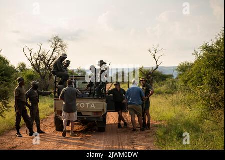 Rhino Collaring Operation in Marataba Conservation Camp, Marakele ...