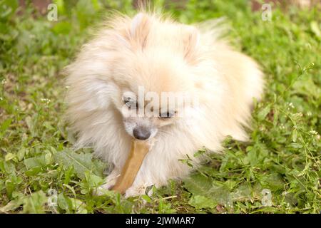 Pomeranian dog chewing a bone on green grass background Stock Photo - Alamy