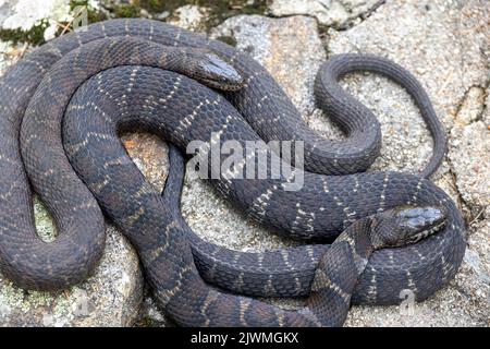 Two Northern Watersnakes (Nerodia sipedon) Coiled Together Stock Photo ...