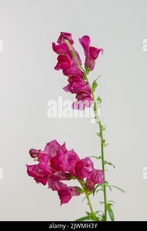 Pink Snapdragon flower Stems against a white background Stock Photo - Alamy