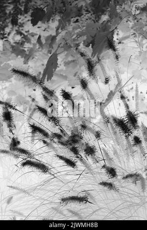 Common typical wheatgrass growing in the summer meadow in a black and ...