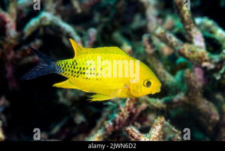 Blue chromis, Chromis viridis, mating behavior Raja Ampat Indonesia ...