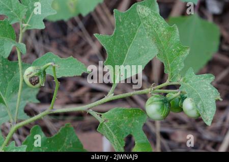 Carolina Horsenettle, Solanum carolinense, fruit Stock Photo - Alamy