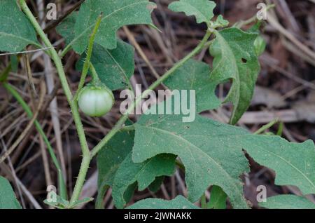 Carolina horsenettle (Solanum carolinense Stock Photo - Alamy