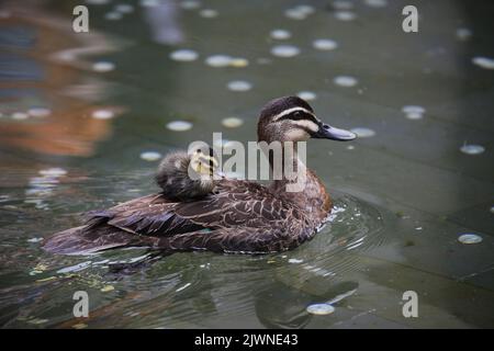 Duck with Eternal Flame Stock Photo - Alamy