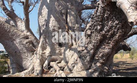 The Boab Prison Tree south of Derby was used as a lockup for Indigenous ...