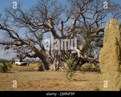 The Boab Prison Tree south of Derby was used as a lockup for Indigenous ...